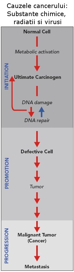 Cauzele cancerului : cancerul