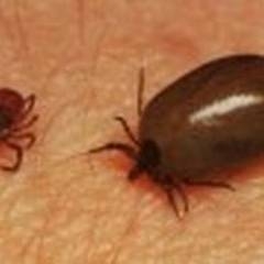 Febra butonoasa (febra de marsilia) : Bolile infectioase