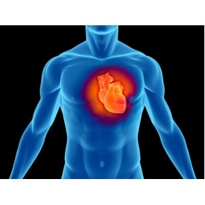 Insuficienta aortica : Aparatul cardiovascular