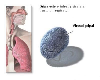 Virusul gripal : gripa